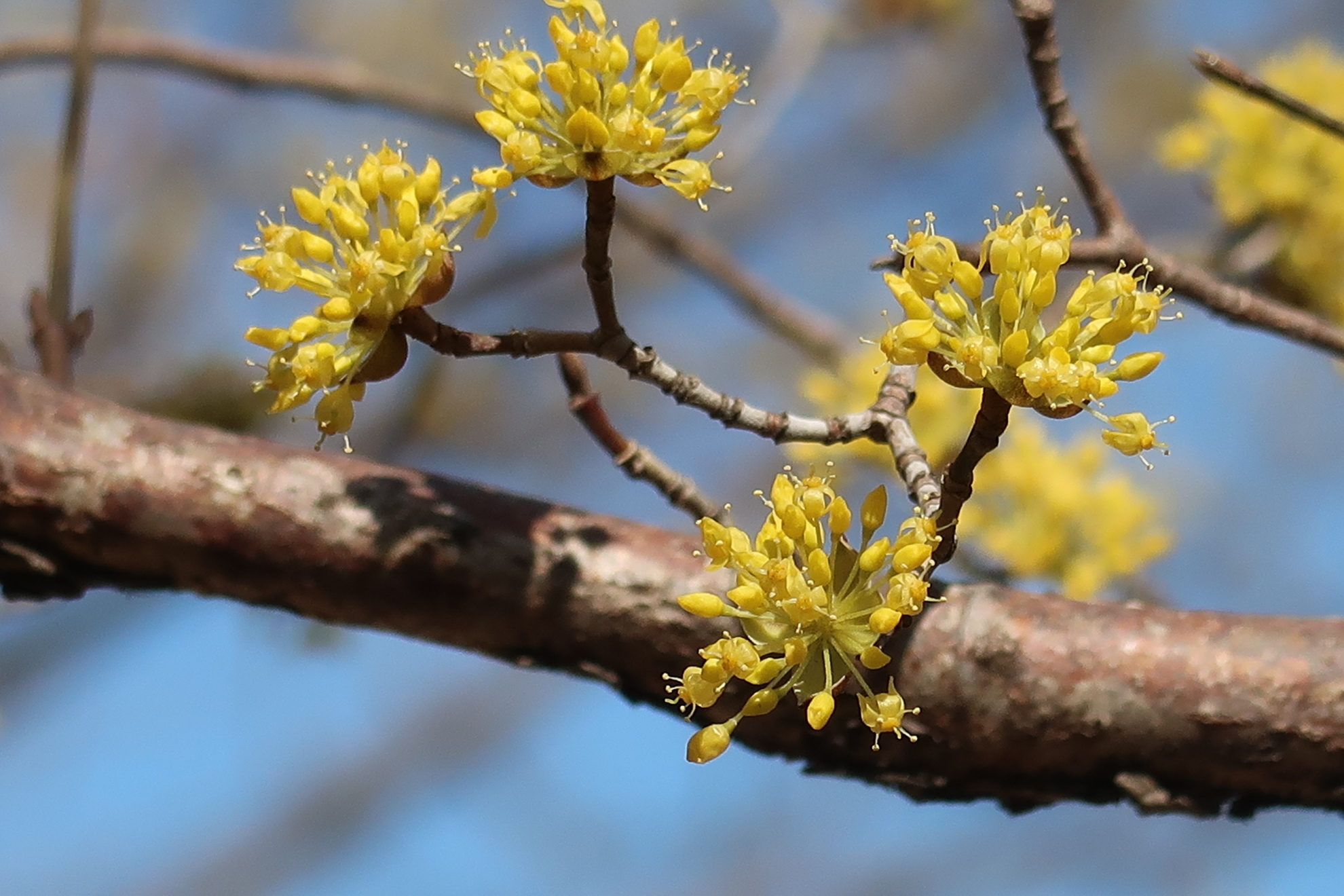 緑ちゃんの事: ミキのひとり言