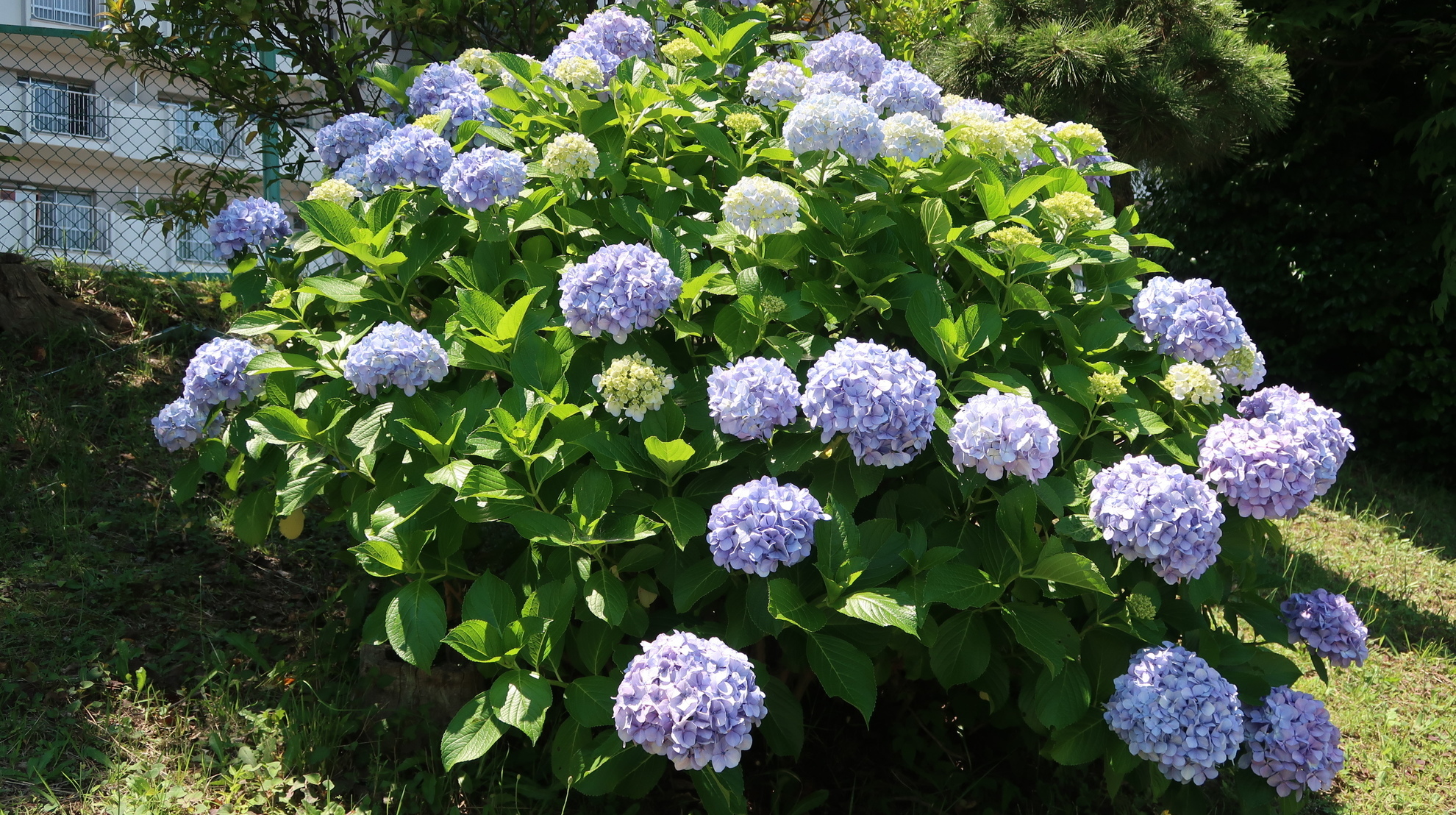 ミキのひとり言